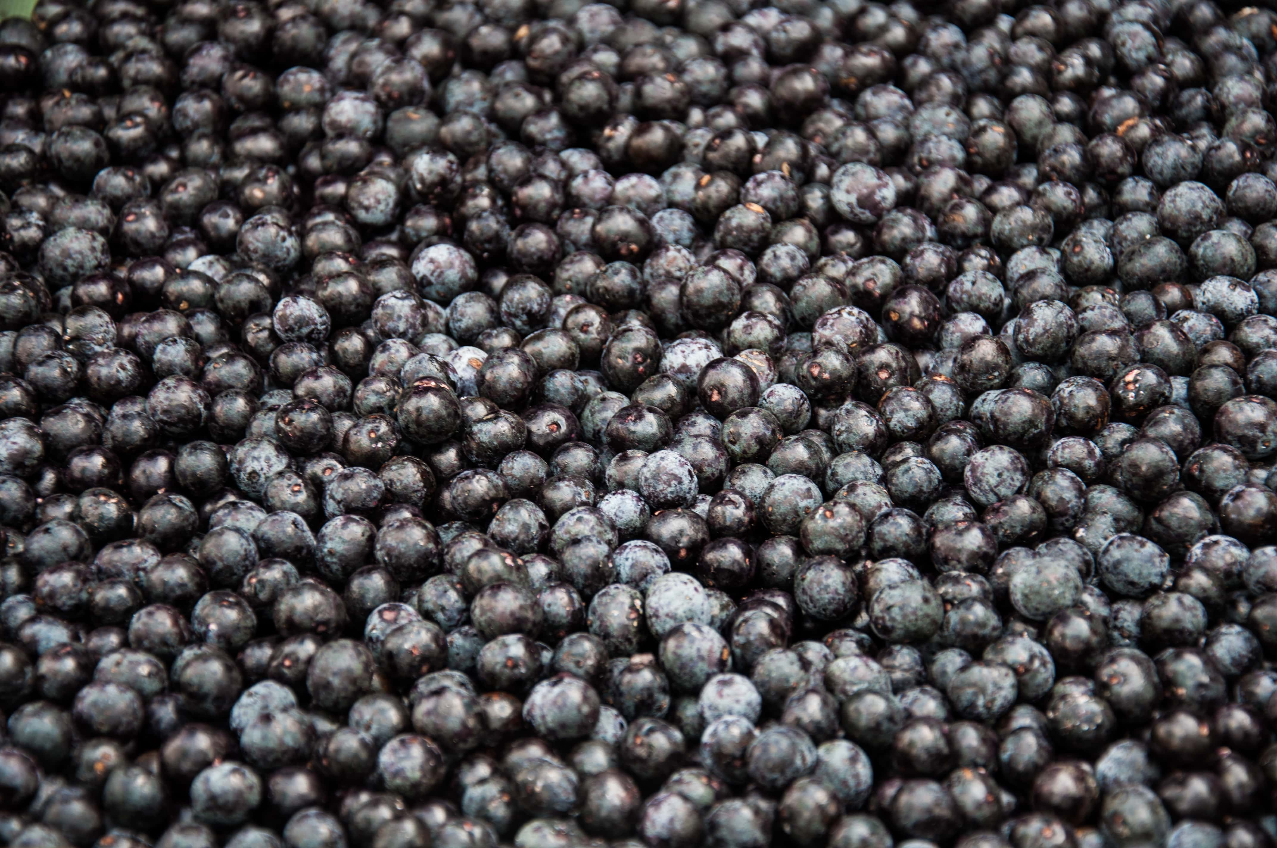 L’açaí, super aliment car super antioxydant ! – Nossa Fruits